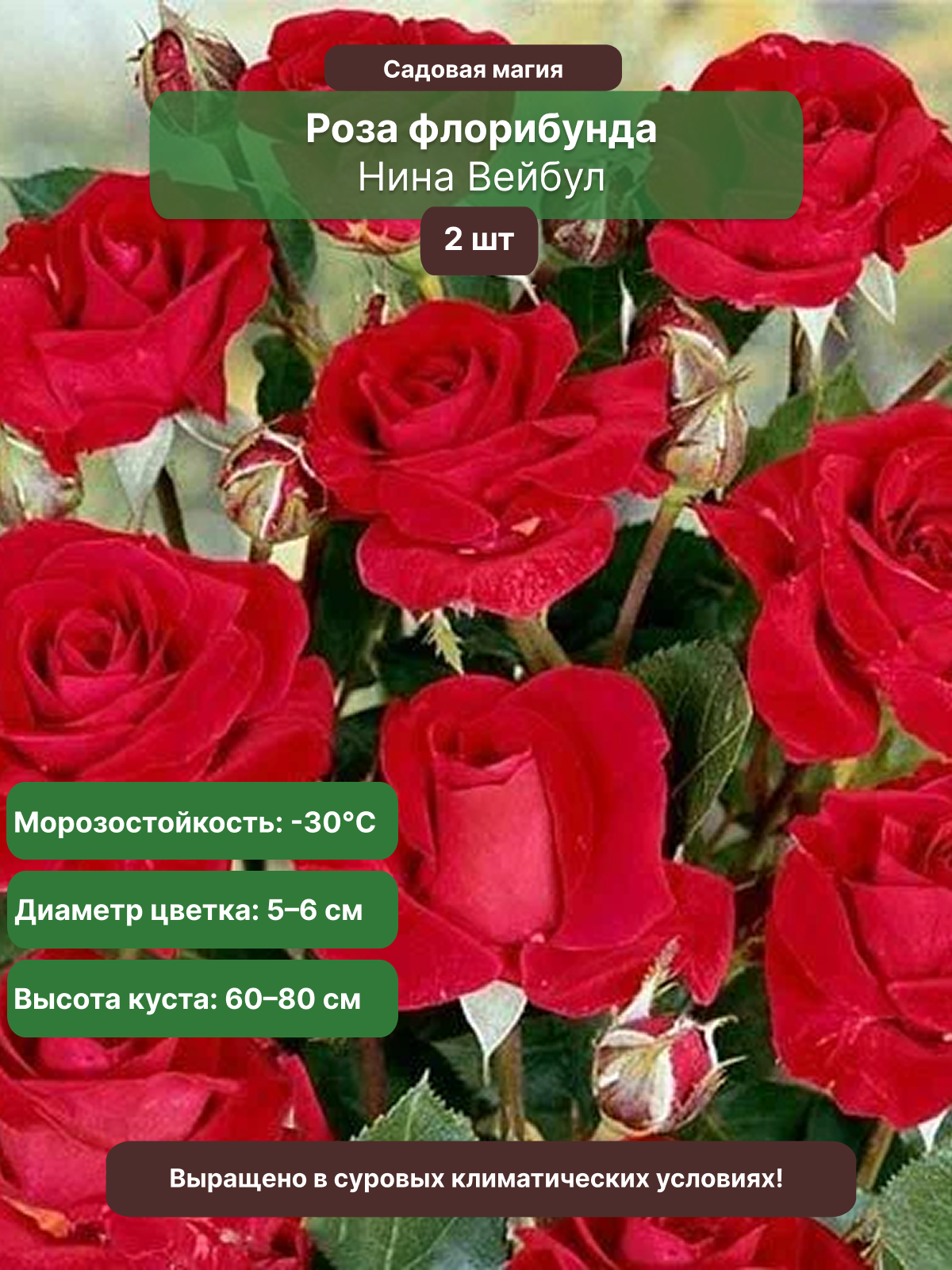 Роза флорибунда "Нина Вейбул", многолетняя, красная, саженцы, 2шт.