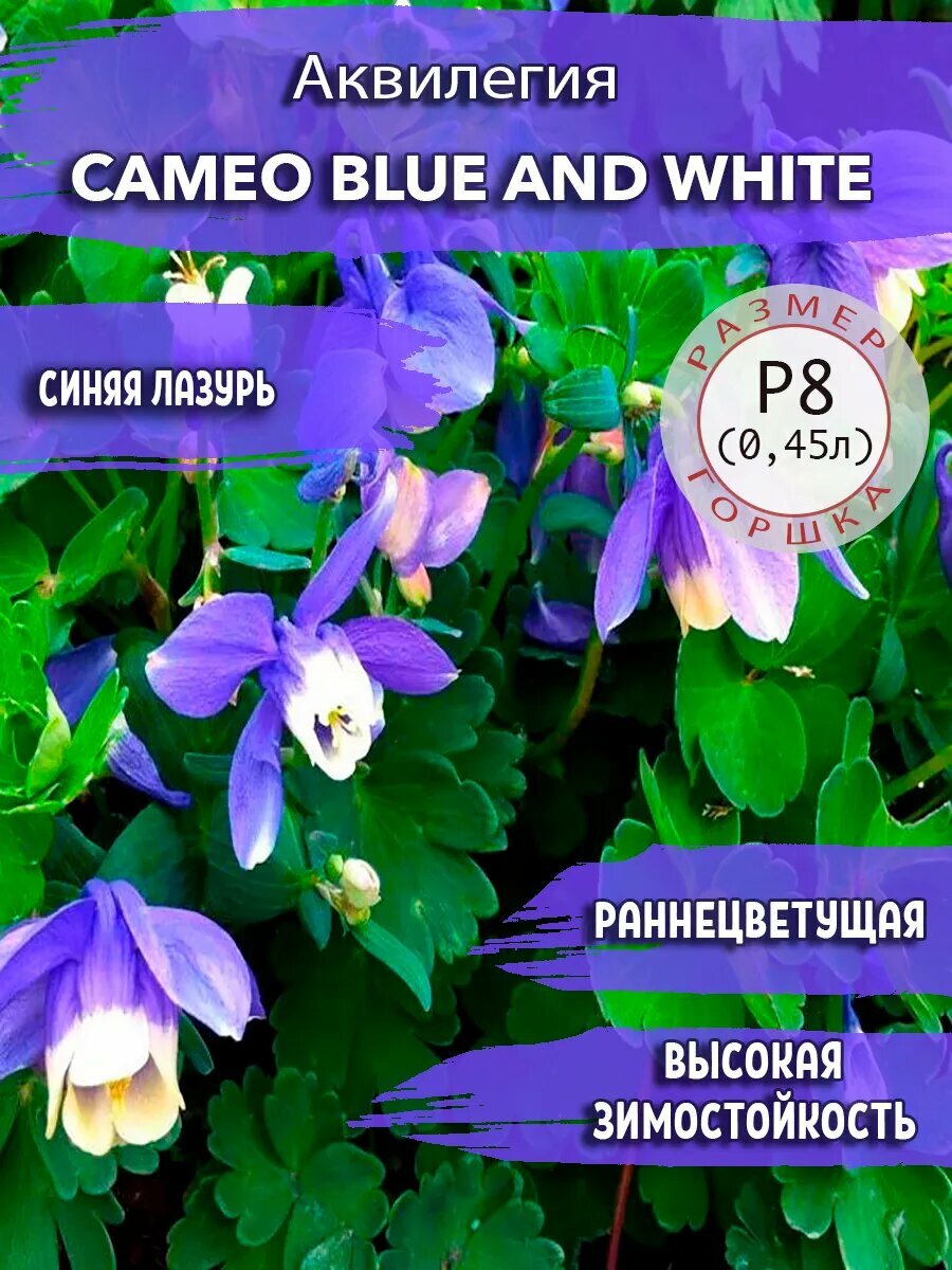 Аквилегия Cameo Blue and White
