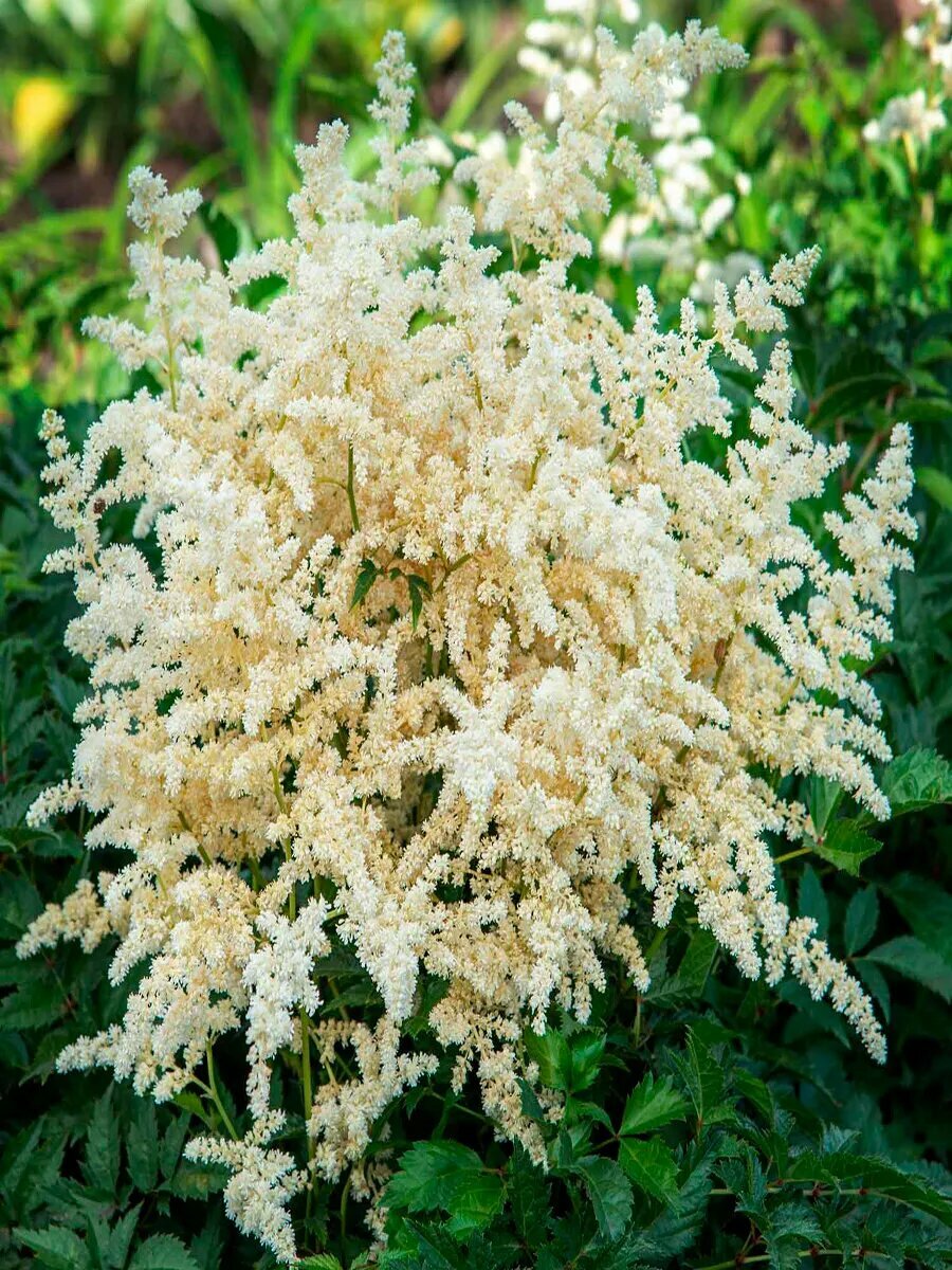 Астильба Арендса Brautschleier