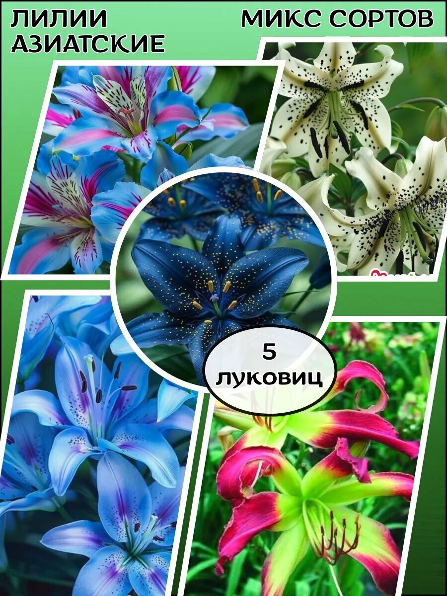 Лилия микс сортов, луковицы многолетних цветов 5 штук