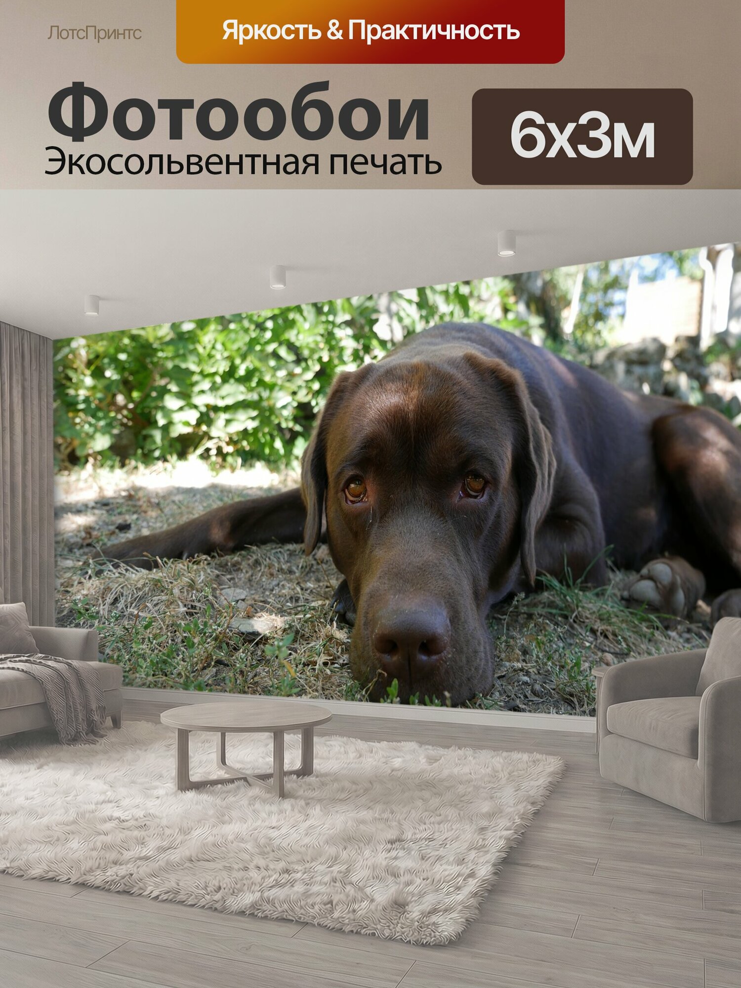 Фотообои "Лабрадор, собака, коричневый" 600x300 см. экосольвентная печать