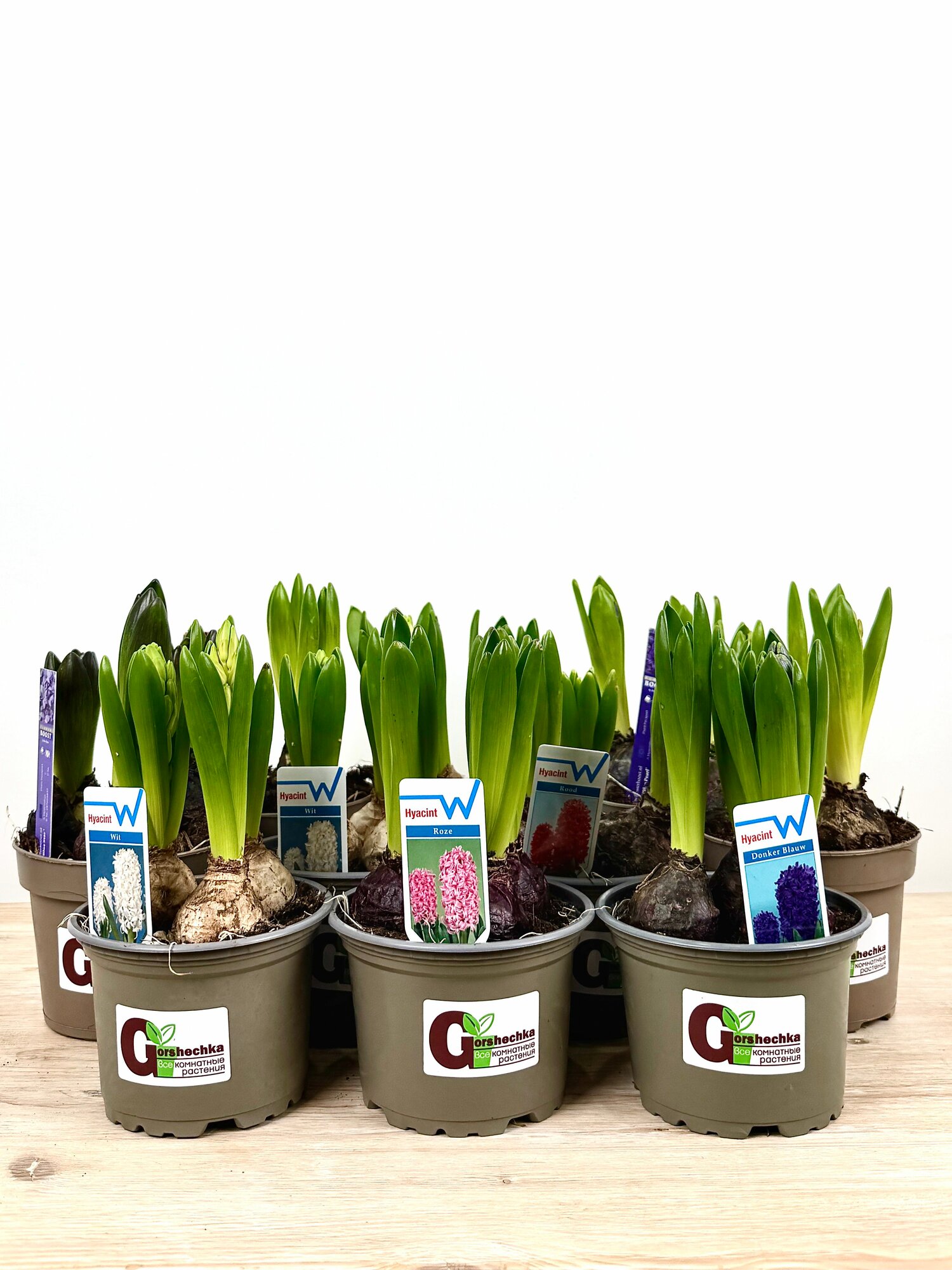 Набор 10 растений: Гиацинт 3 луковицы - 10шт, высота 15-20 см, живое растение