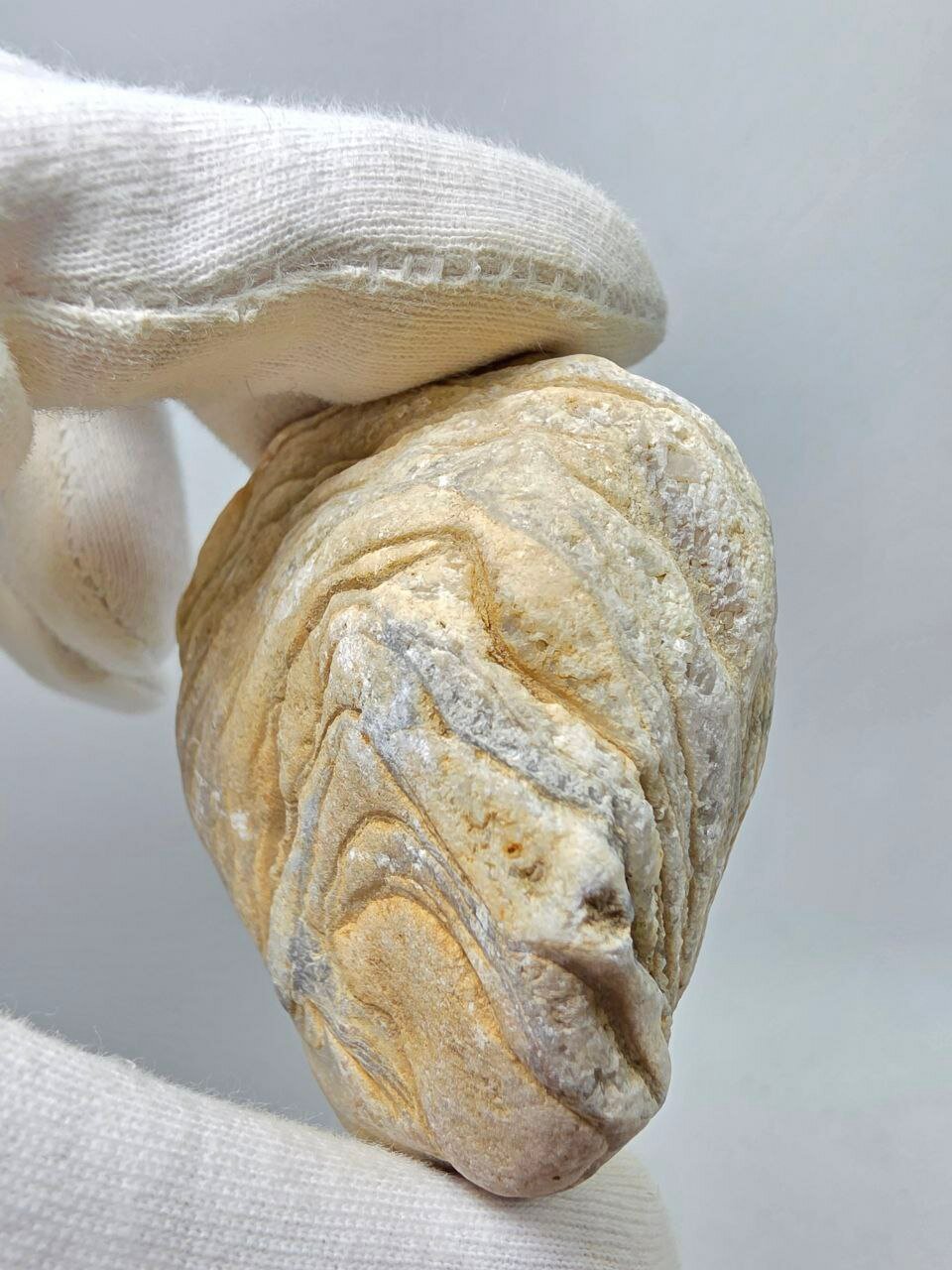 Окаменелая устрица Gryphaea, 63 мм, 109 г.