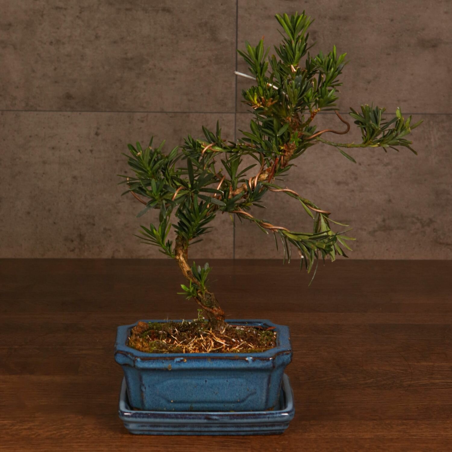 Бонсай Подокарпус 30 см