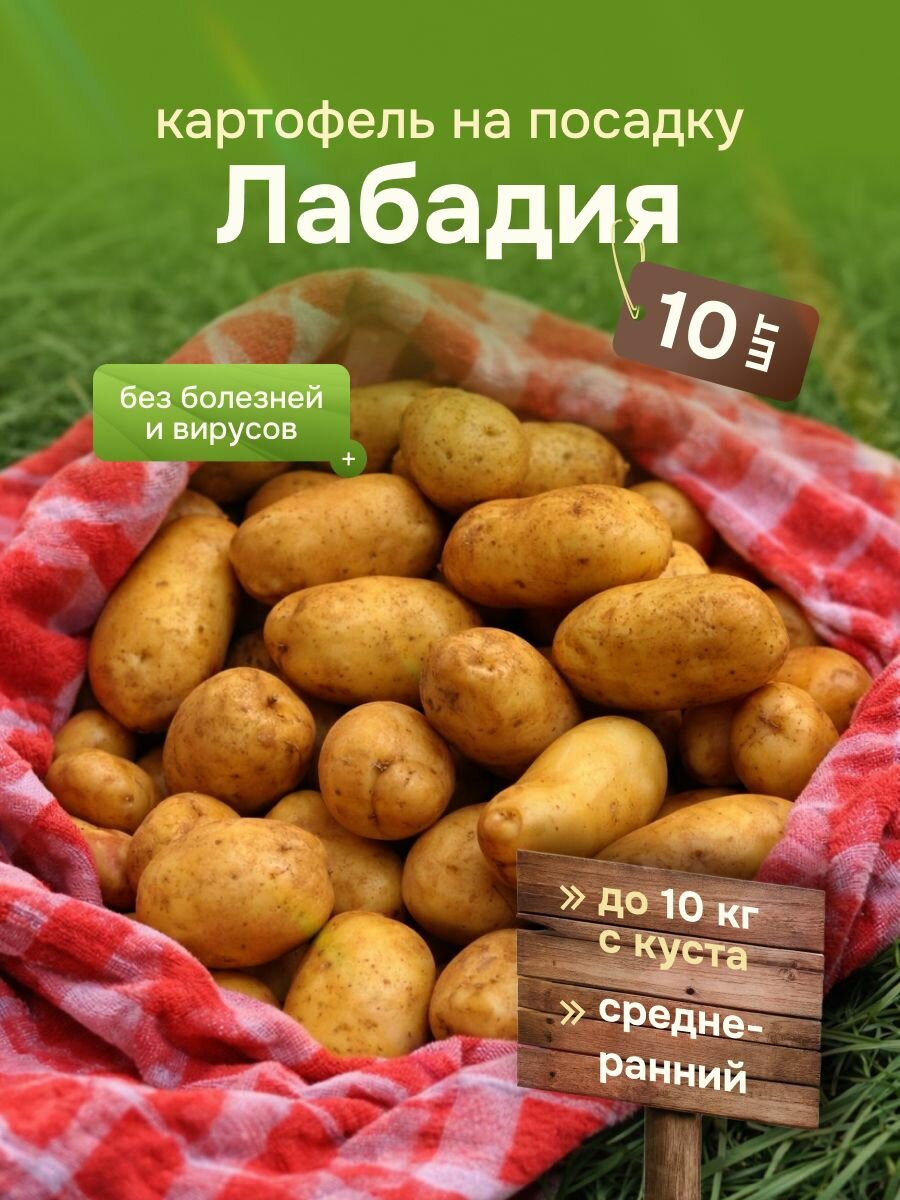 Семенной картофель на посадку Лабадия 10 шт (среднеранний)
