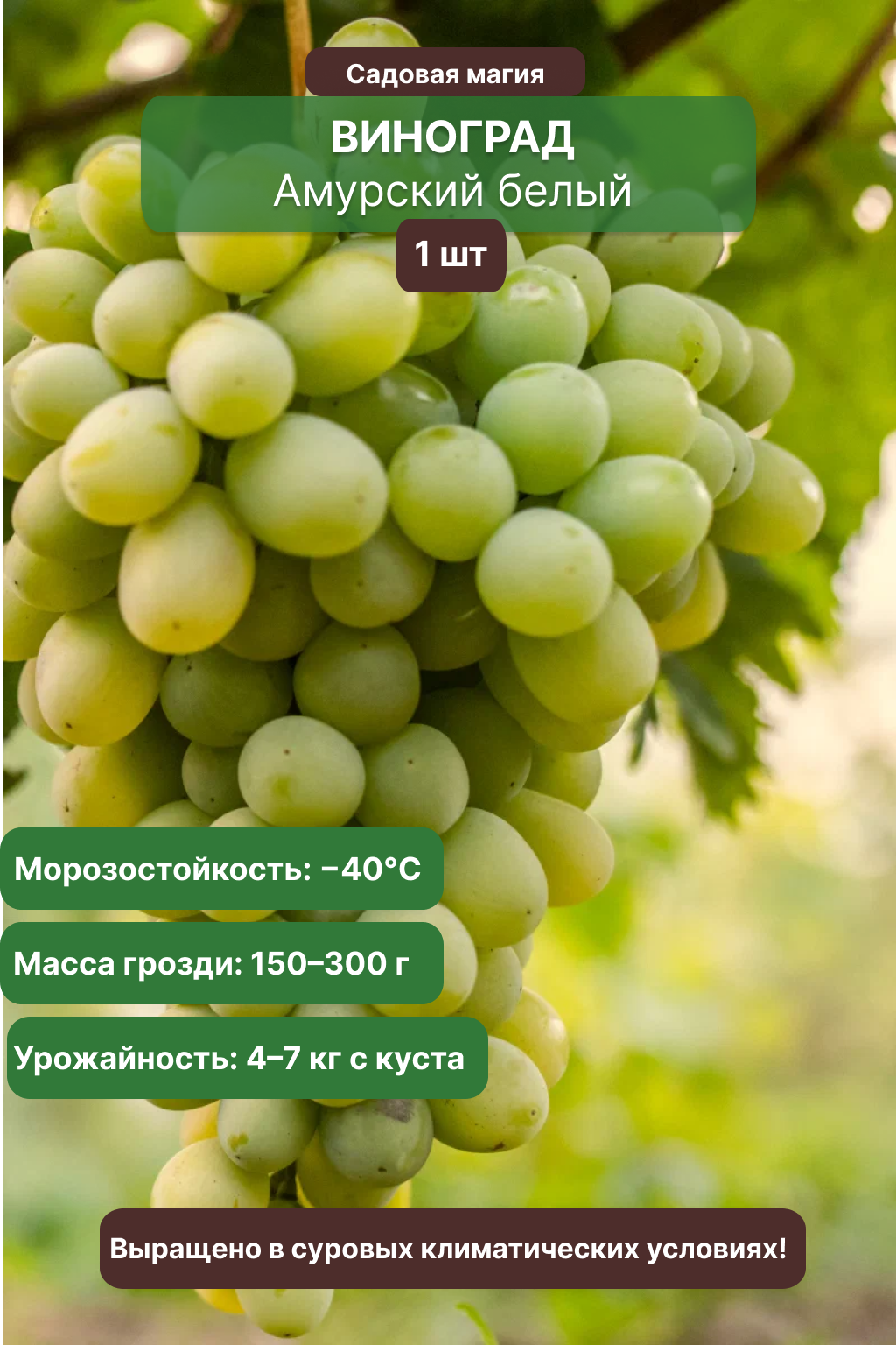 Виноград Амурский белый 1 шт / раннеспелый, морозостойкий сорт