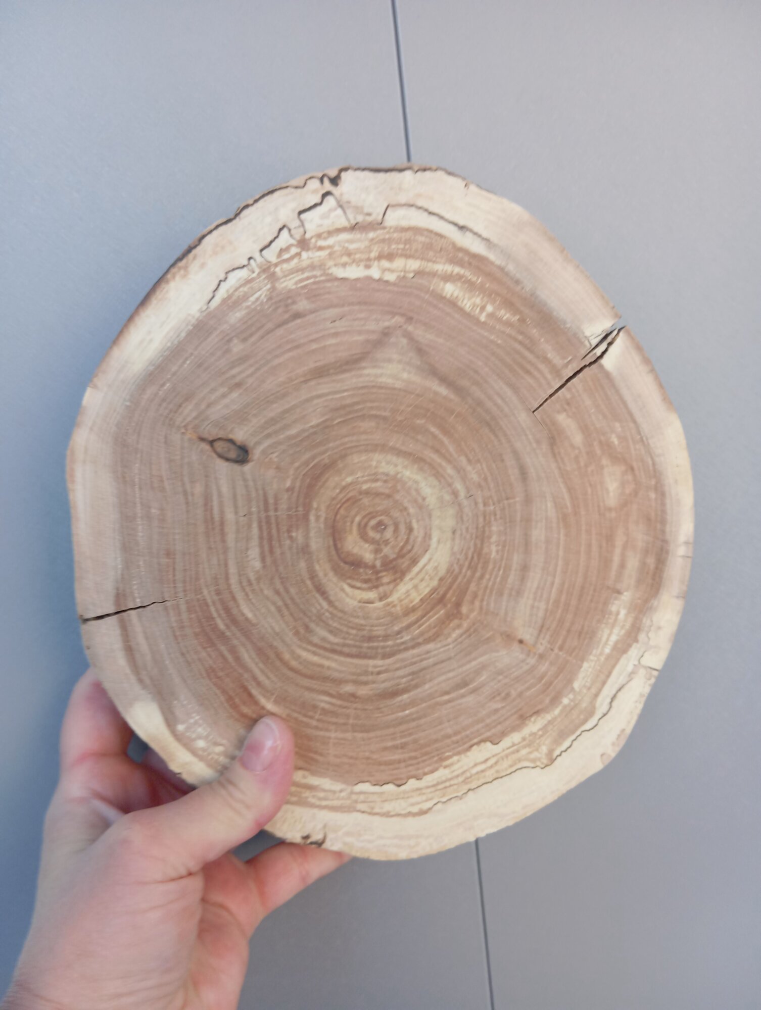 Спил дерева яблоня, заготовка 20*18см