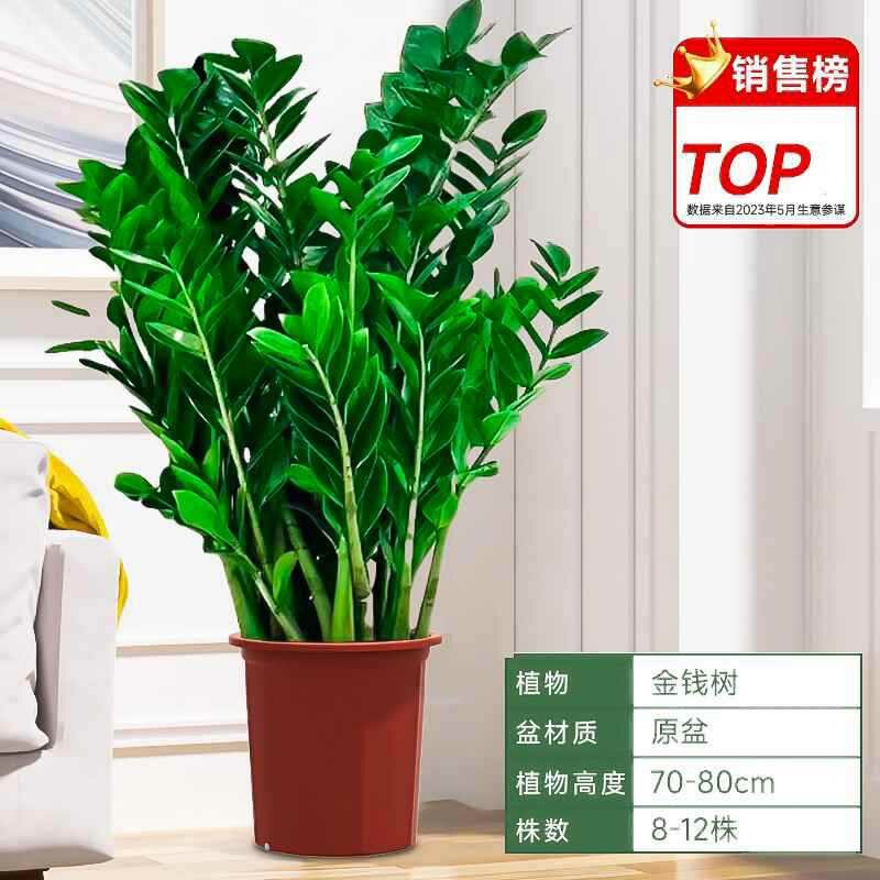 Горячая распродажаДенежное дерево, зеленое растение для интерьера, легкое в уходе, цветок для офиса, счастливое дерево, большой цветочный горшок, денежная гирлянда