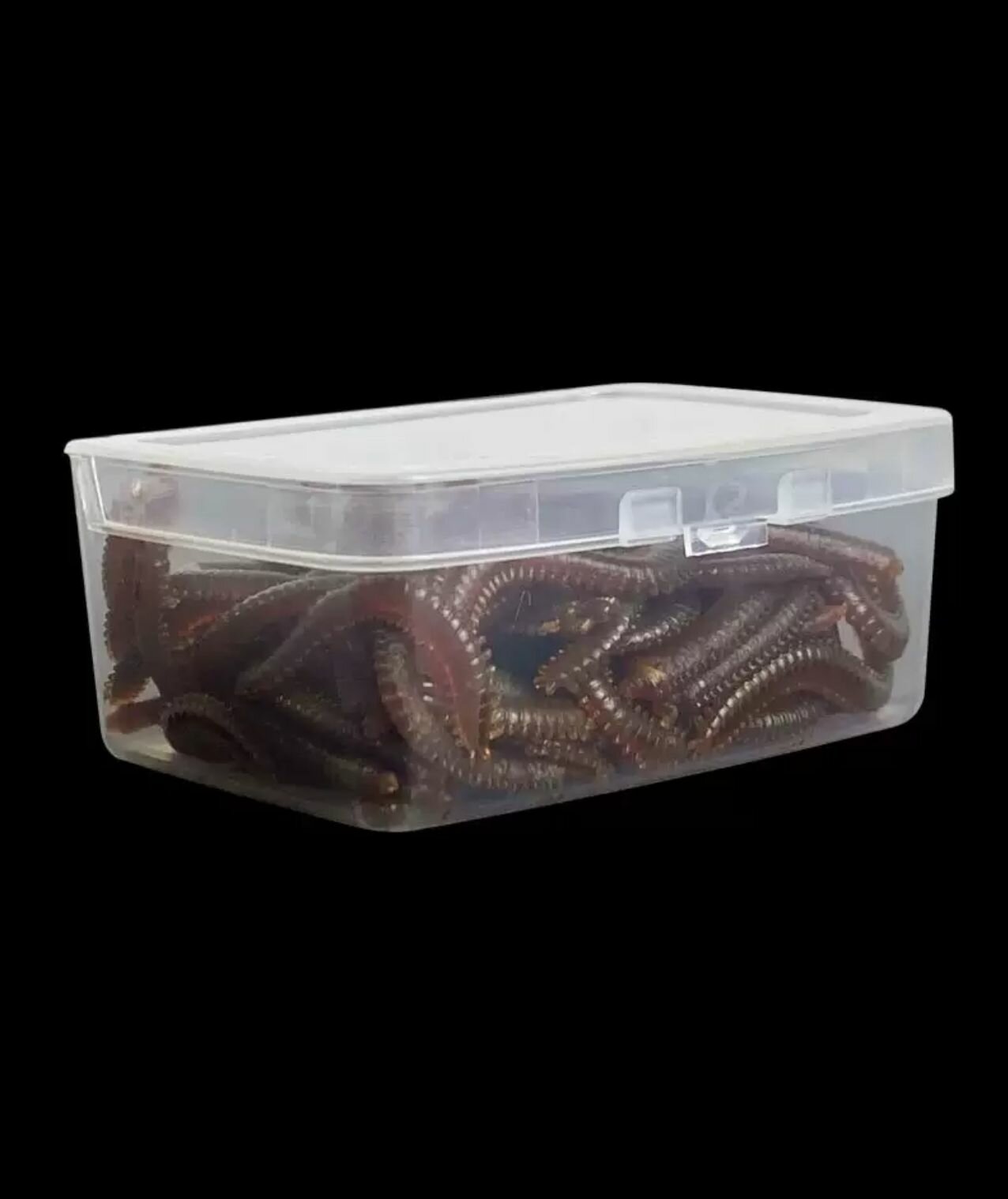 Морской червь, нереис, силикон.50шт