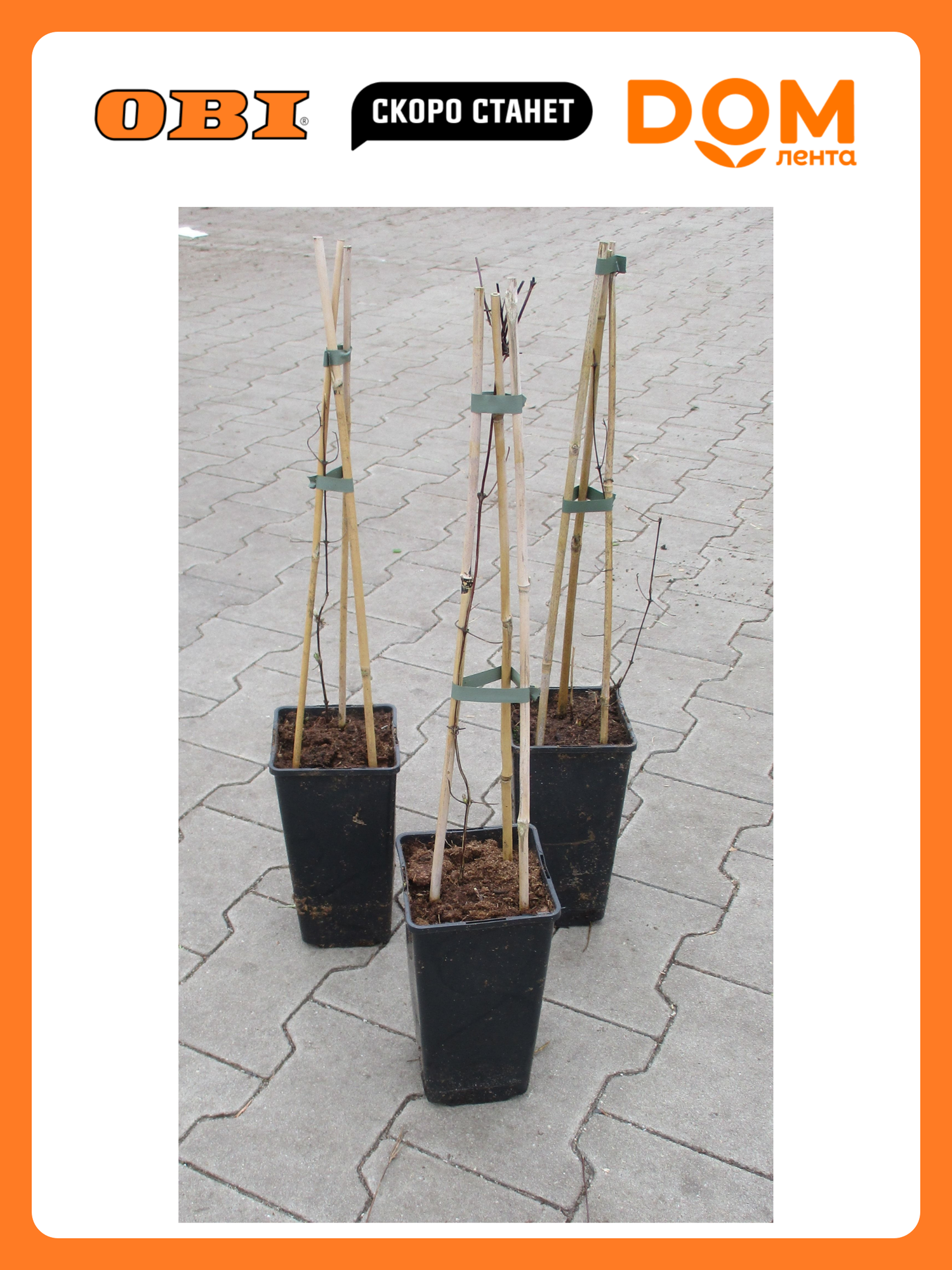 Растение Клематис микс голубой 879380 С2 H60