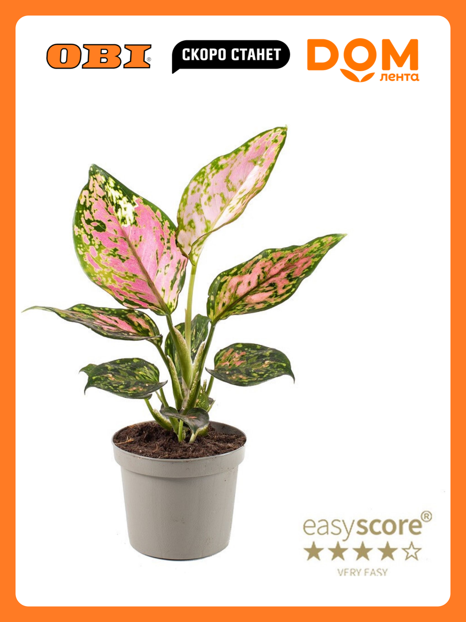 Растение Аглаонема, декоративно-лиственное, горшок D9, высота 25 см