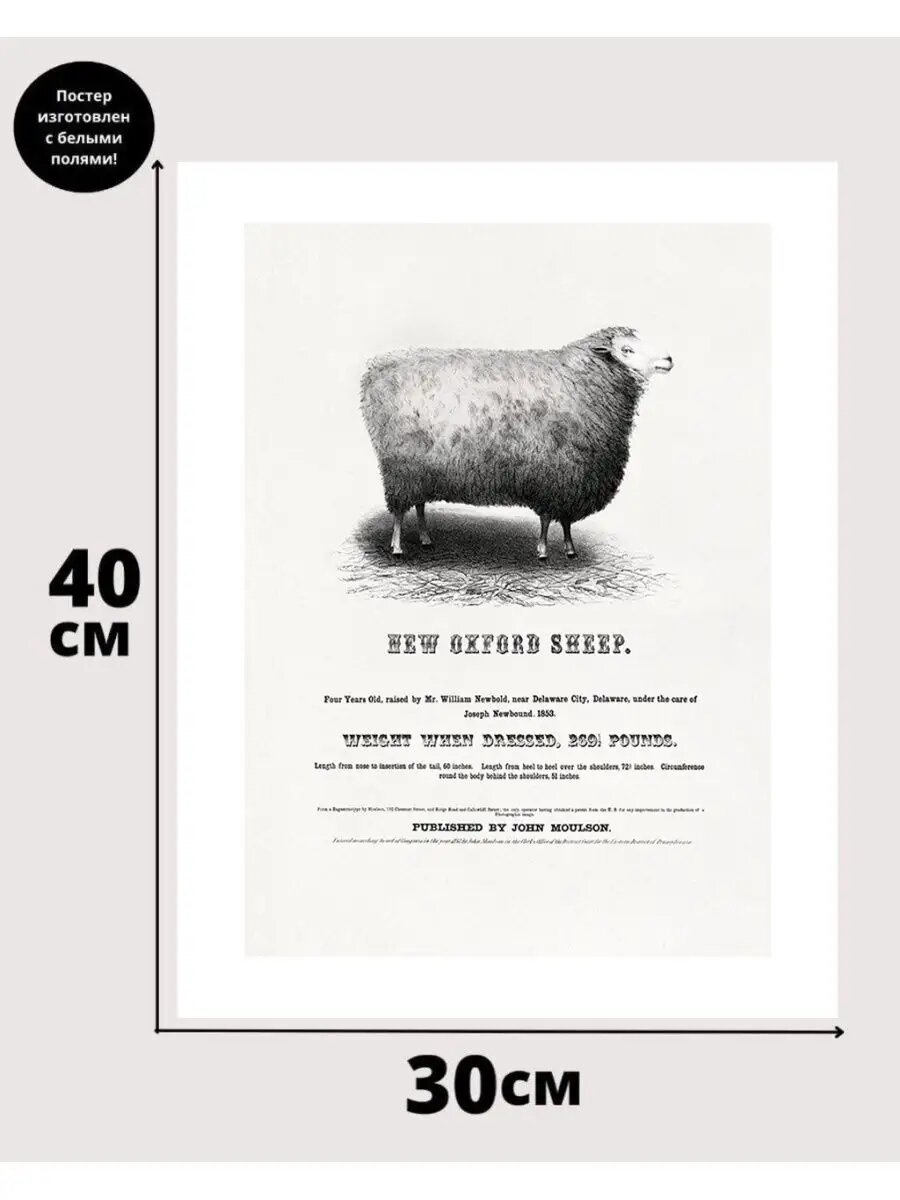 Постер овечка в ретро стиле, 30 x 40 см (с полями), материал бумага, без рамы