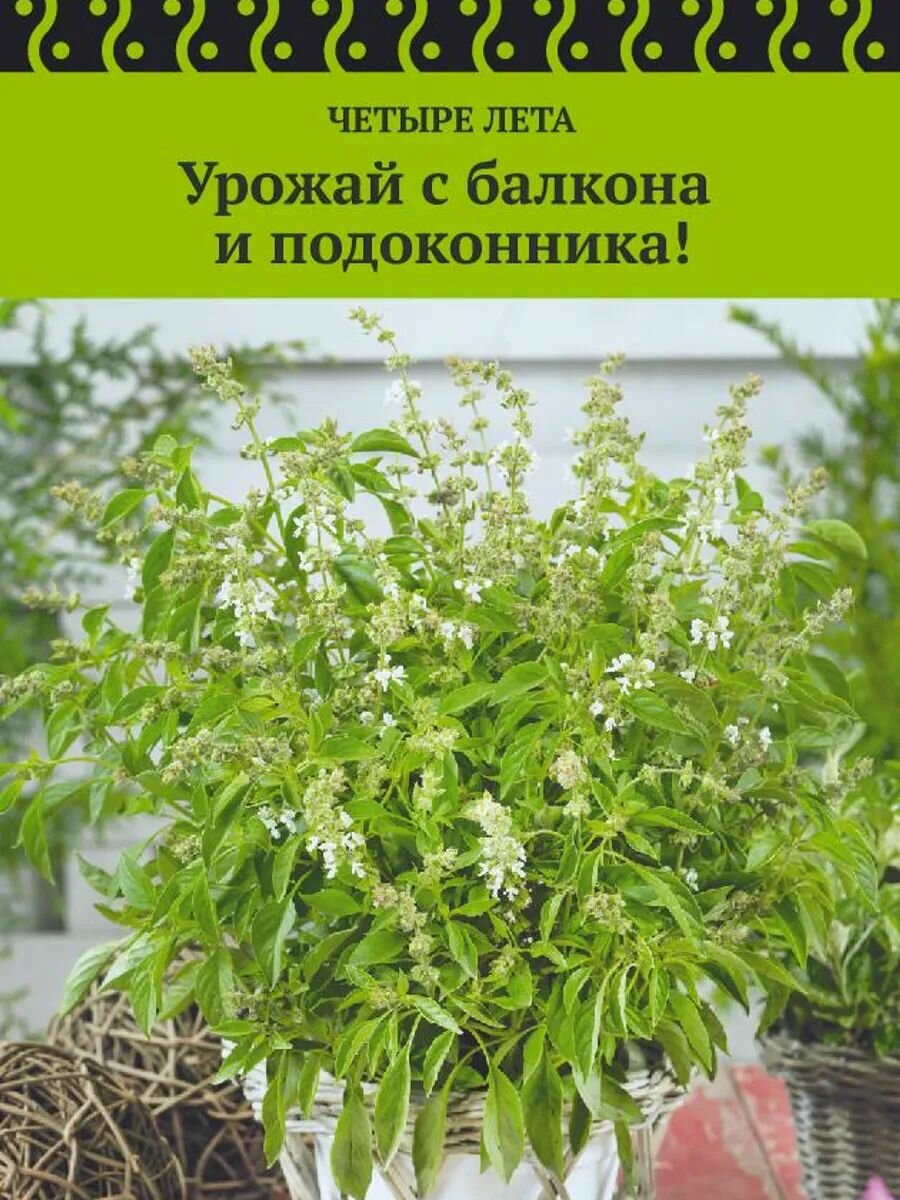 Базилик Свежесть (А) овощной 0,1, Семена Поиск