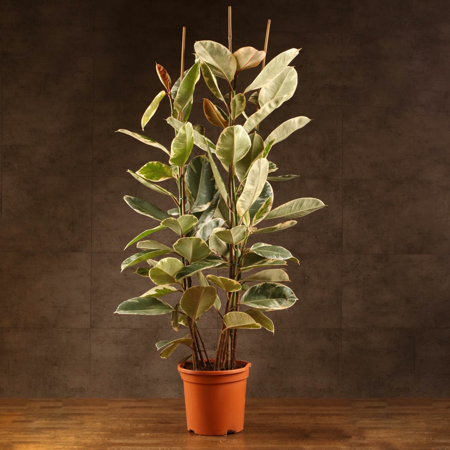 Фикус Эластика Тинеке 140/27