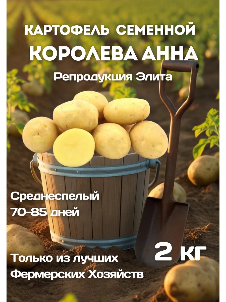 Картофель на посадку Королева Анна
