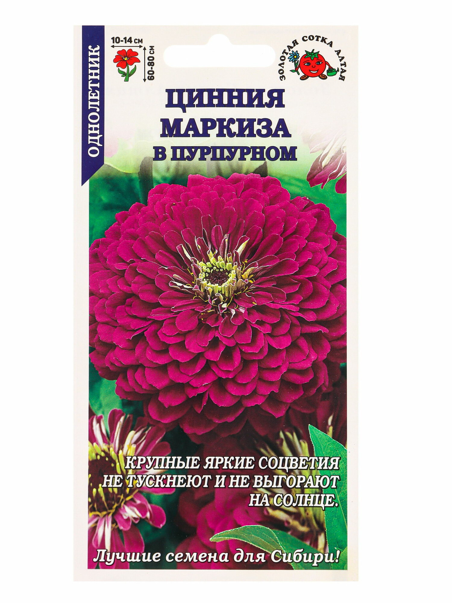 Семена Цинния "Маркиза в Пурпурном", 0.2 г, назначение: для создания букетов, 3 шт.