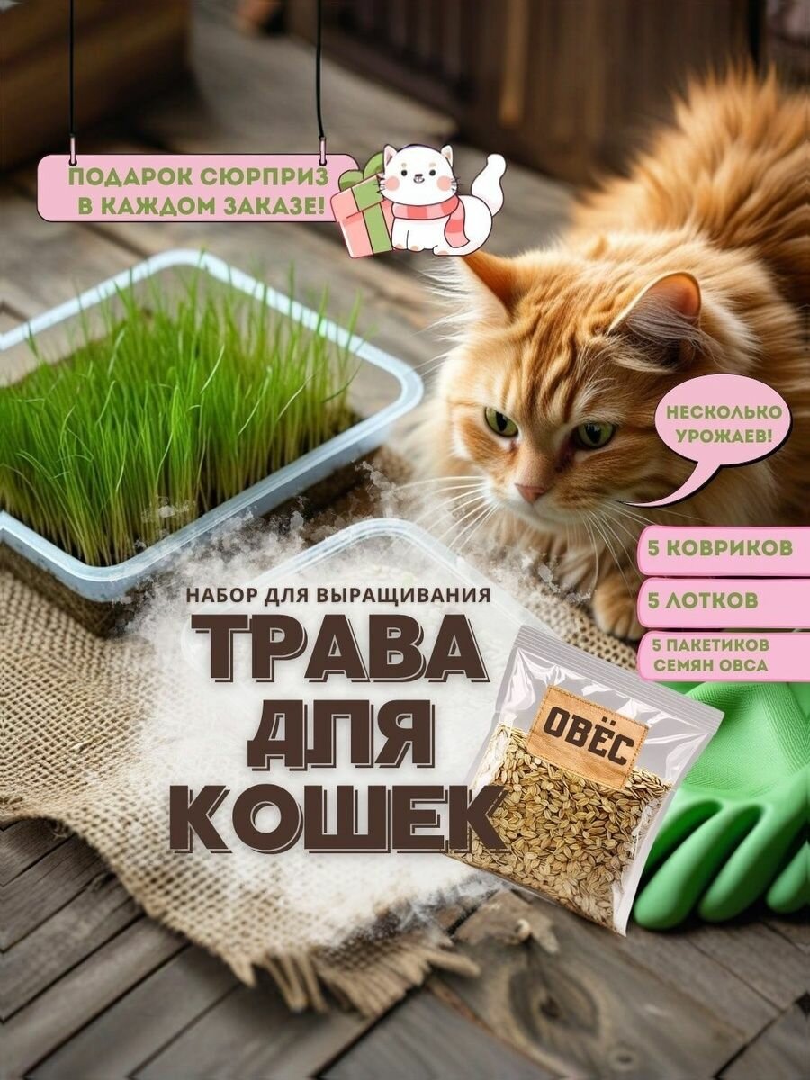Трава для кошек - овес. Набор для выращивания/Несколько урожаев/Полезно для питомцев