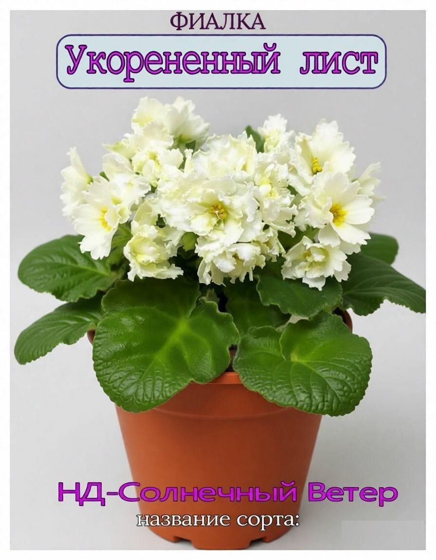Фиалка комнатная сорт НД-Солнечный Ветер (укорененный лист)