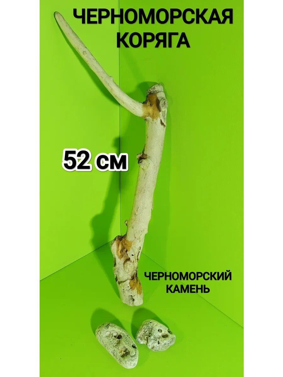 Коряга натуральная Черноморская серебряная для вольера, терр