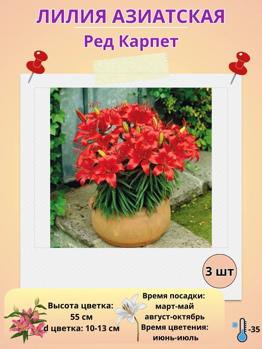 Лилия луковицы, многолетние цветы для посадки,3 штуки