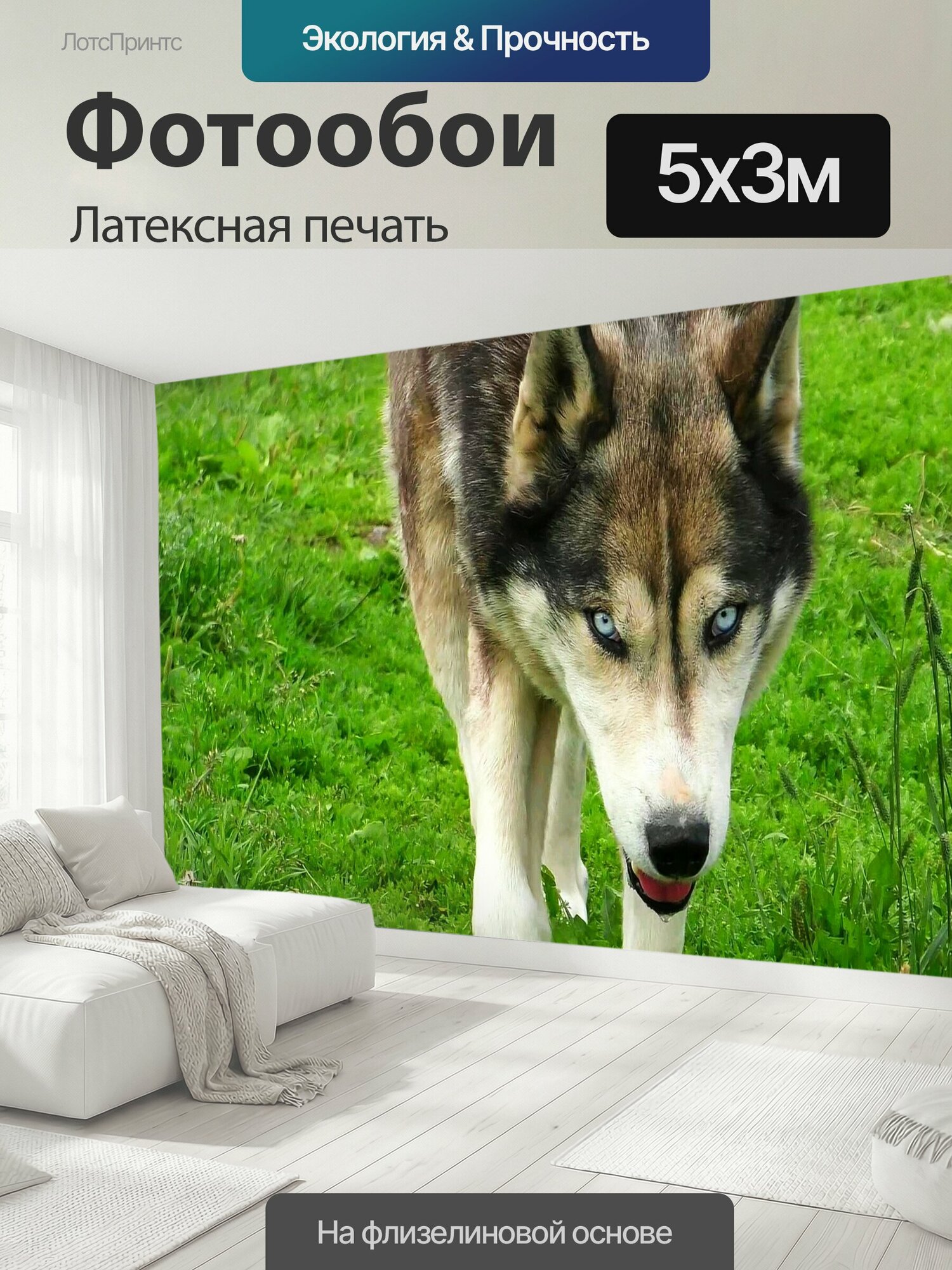 Фотообои моющиеся ударопрочные "Хаски, волк, собака" 500x300 см. латексная печать