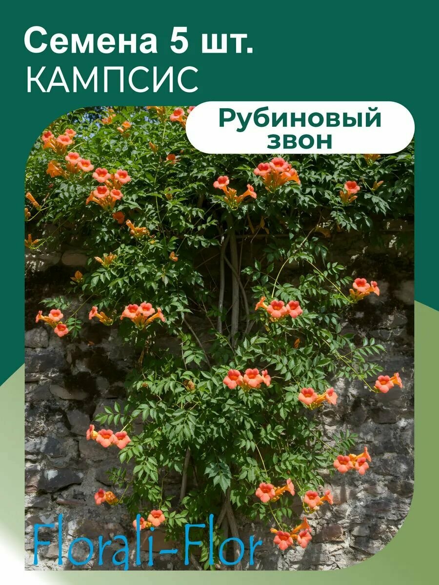 Кампсис Семена