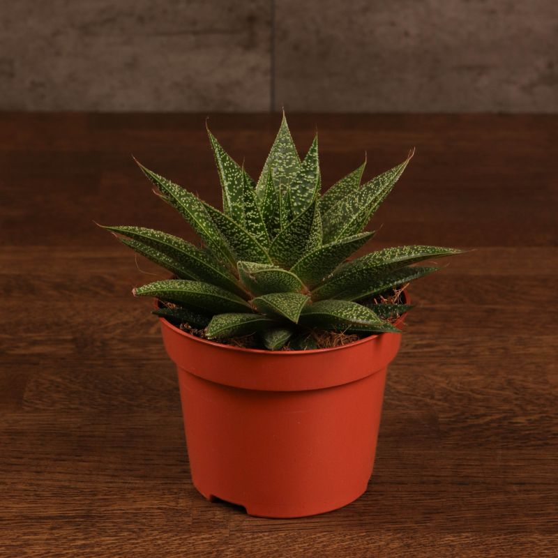 Комнатное растение LuxuryPlants суккулент Гастерия 25/12 в горшке