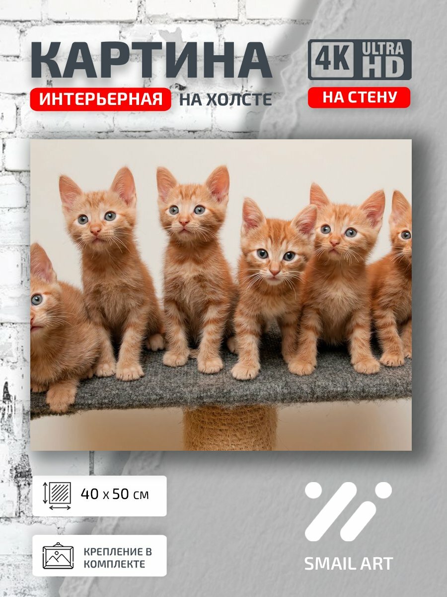 Картина на холсте интерьерная 40 на 50 на стену Рыжие kittens для гостиной animal style