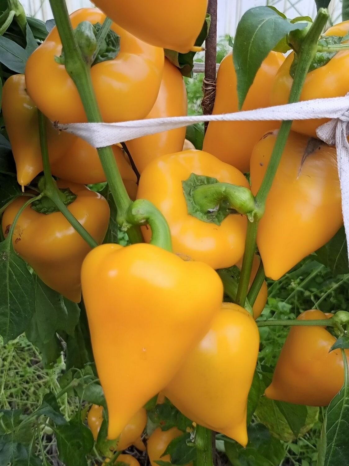 Леся жёлтая 7шт+бонус