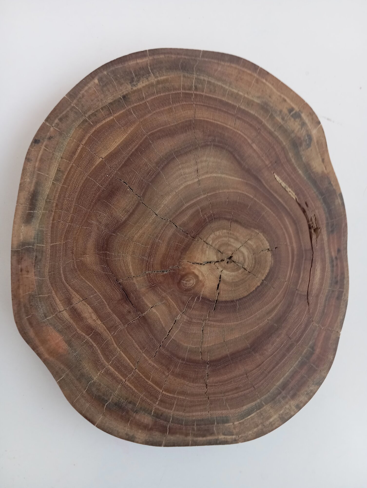 Спил дерева карагач, заготовка 20*16*2,5см