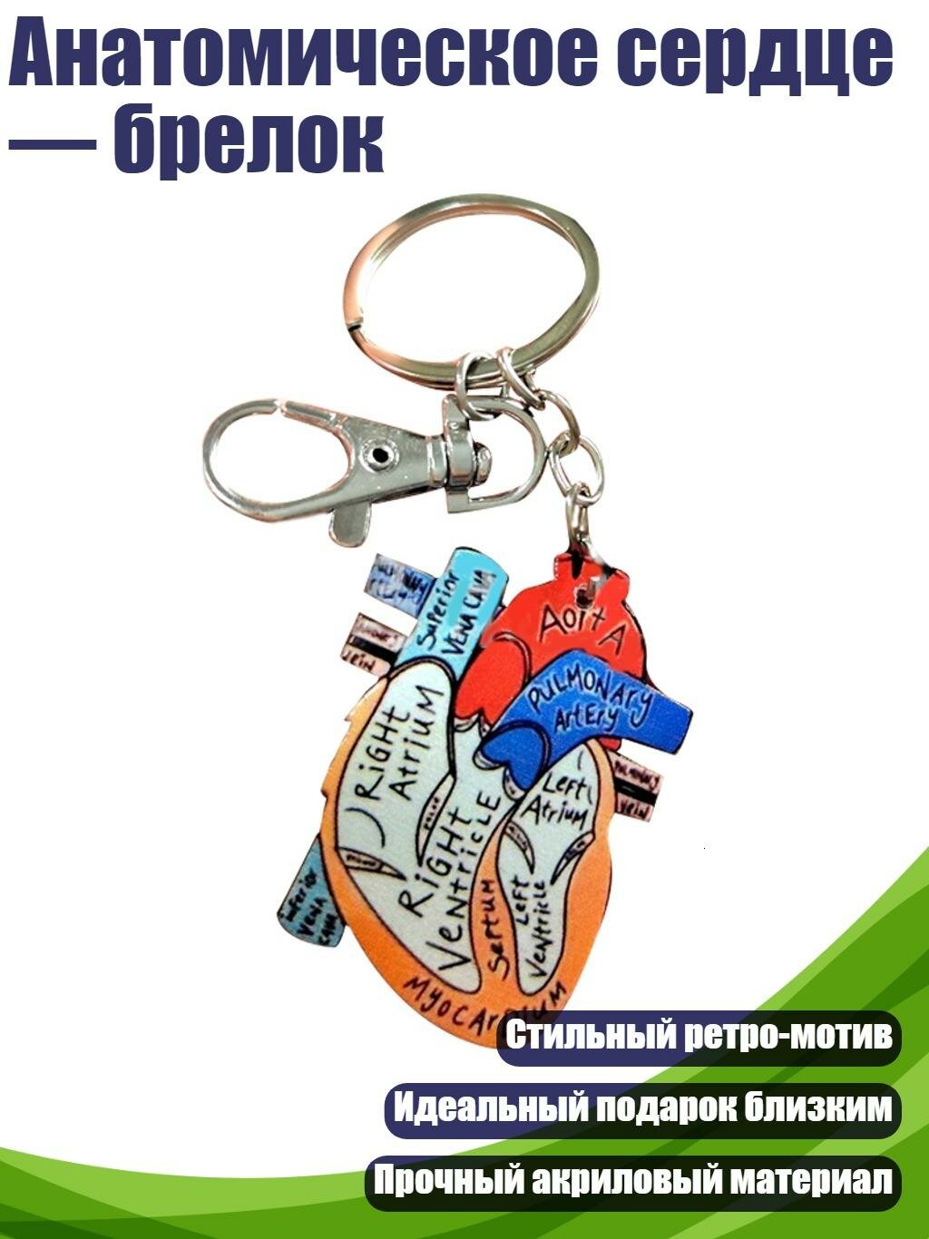 Анатомическое сердце — брелок, A