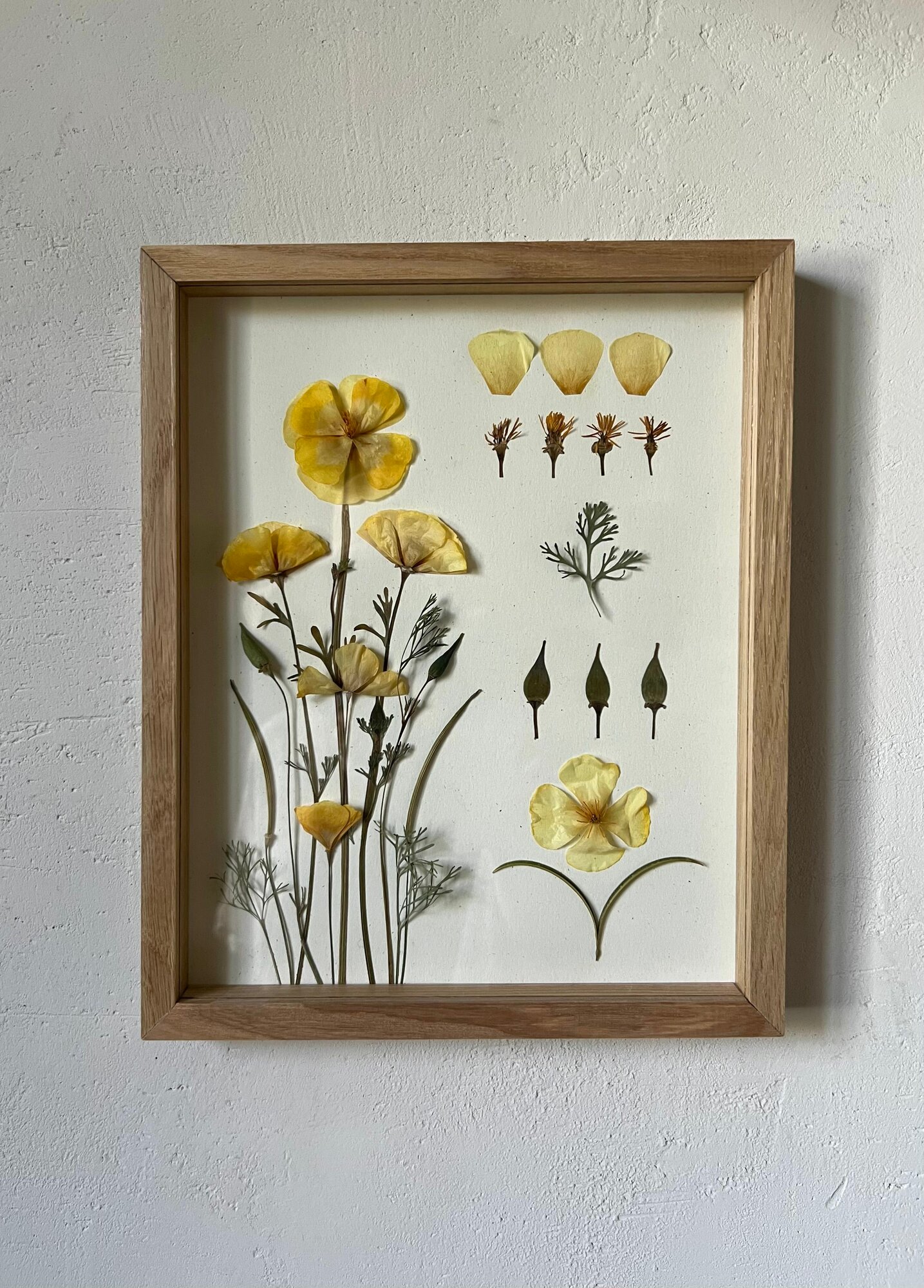 Ботаническое панно из натуральных растений в глубокой рамке 27,5х22,5 см. / Olya_klever