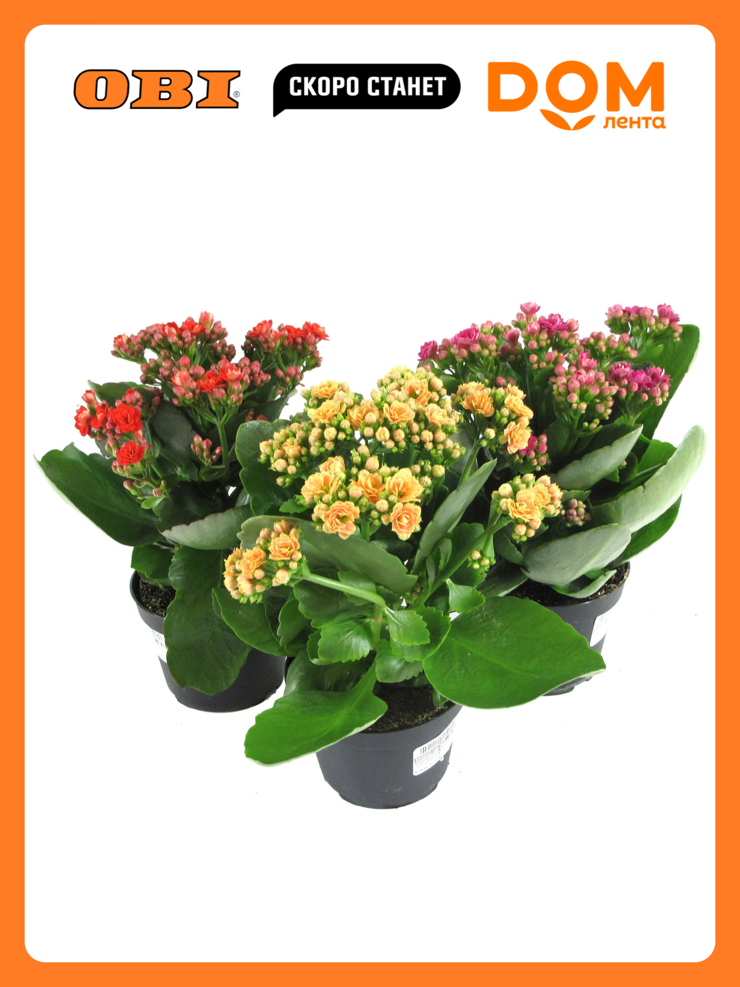 Растение Каланхоэ "Каландива", неприхотливое, многолетнее, высота 20 см