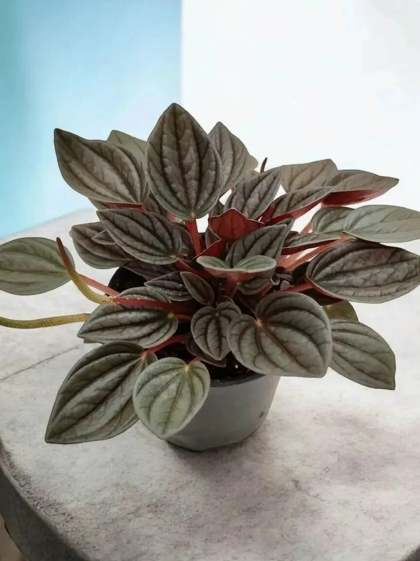 Пеперомия Санторини (Peperomia Santorini) Комнатное декоративно-лиственное растение, живой цветок в горшке d12, неприхотливое