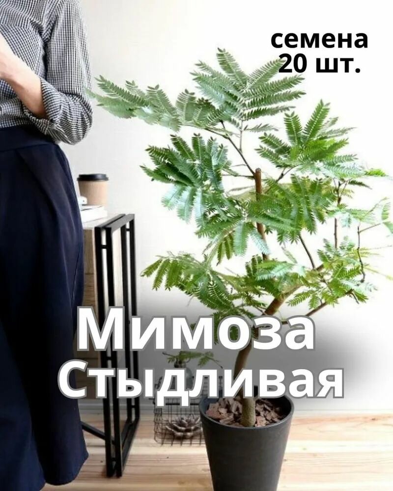 Мимоза стыдливая семена 20 шт.