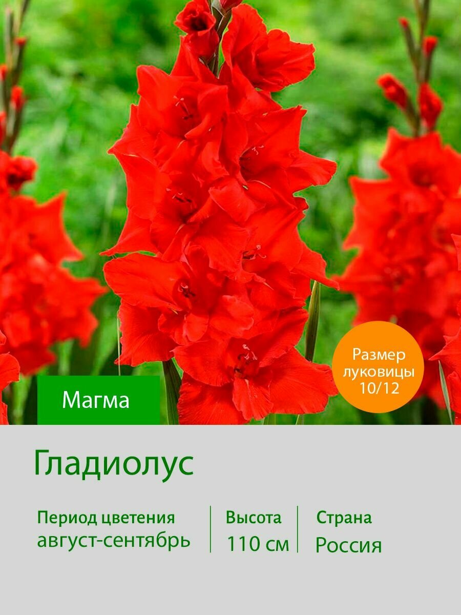 Гладиолус Магма луковицы 20 шт. Сотка