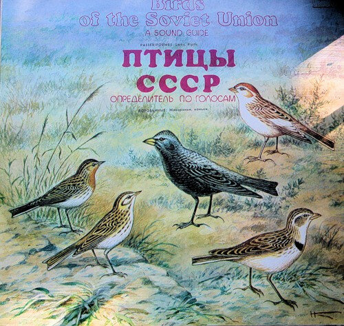 Воробьиные: Жаворонки, Коньки (Passeriformes: Lark, Pipits) EX