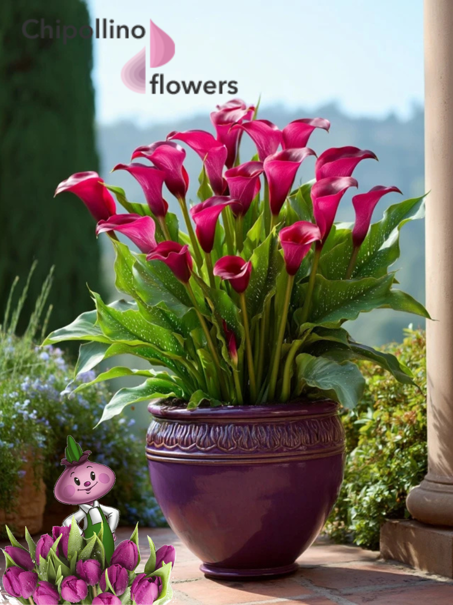 Клубни цветов, chipollino flowers, Калла CALONETTA ( 1 клубень )