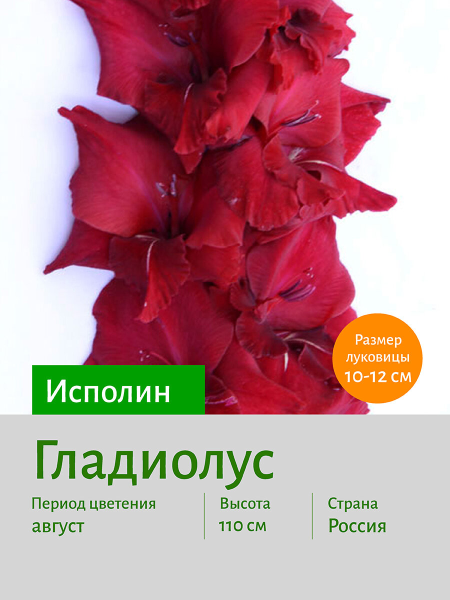 Гладиолус Исполин (Ispolin) луковицы 3 шт сотка