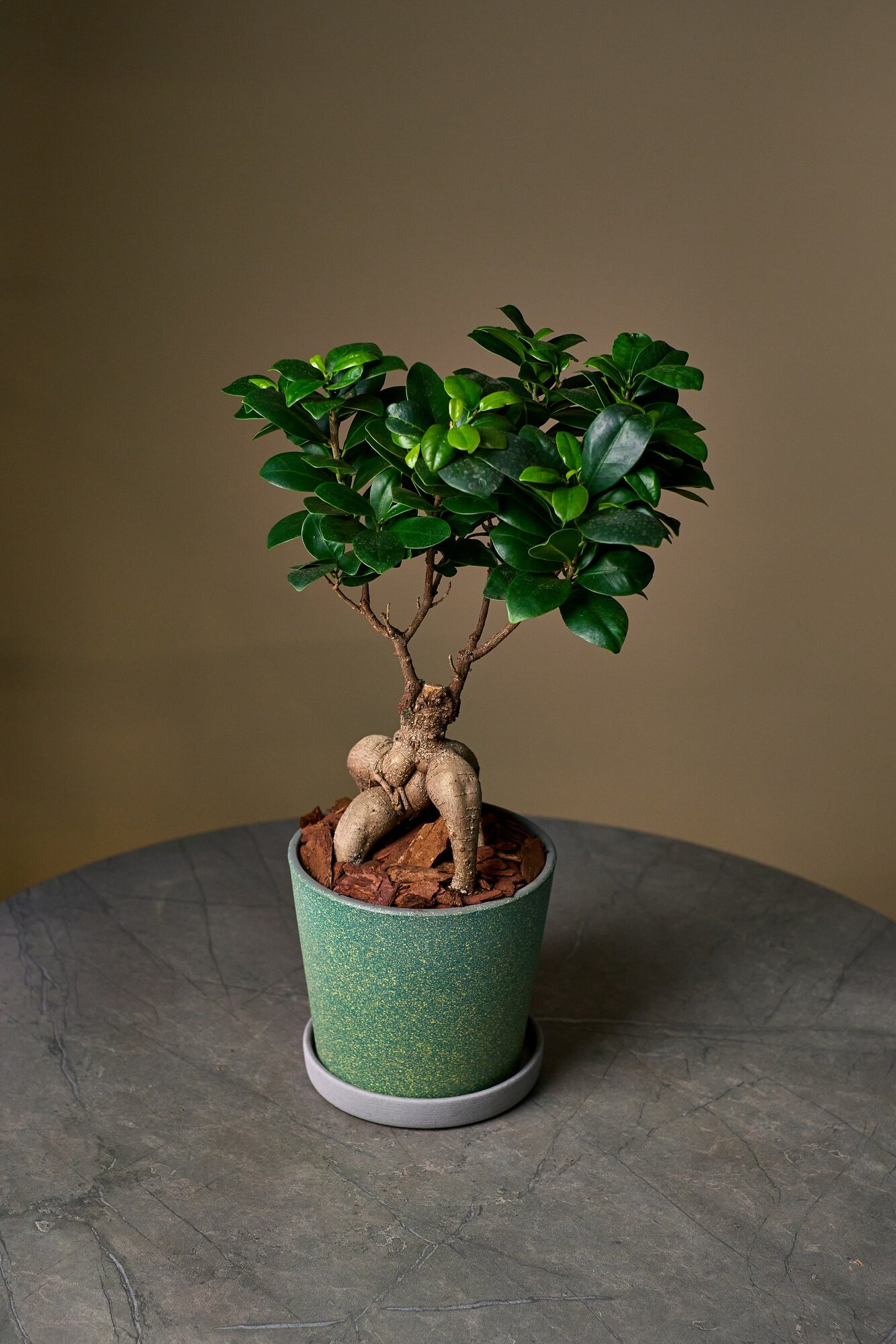 Фикус микрокарпа Гинсенг в бетонном горшке от бренда Margo Plants.