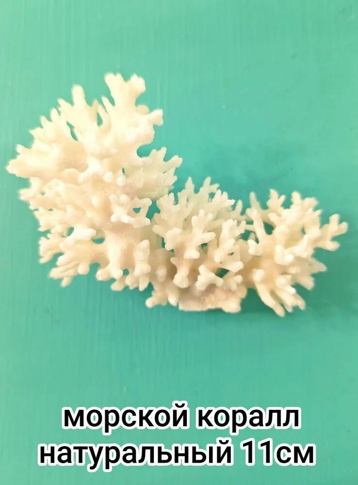 Коралл морской 1шт (11-12см) натуральный
