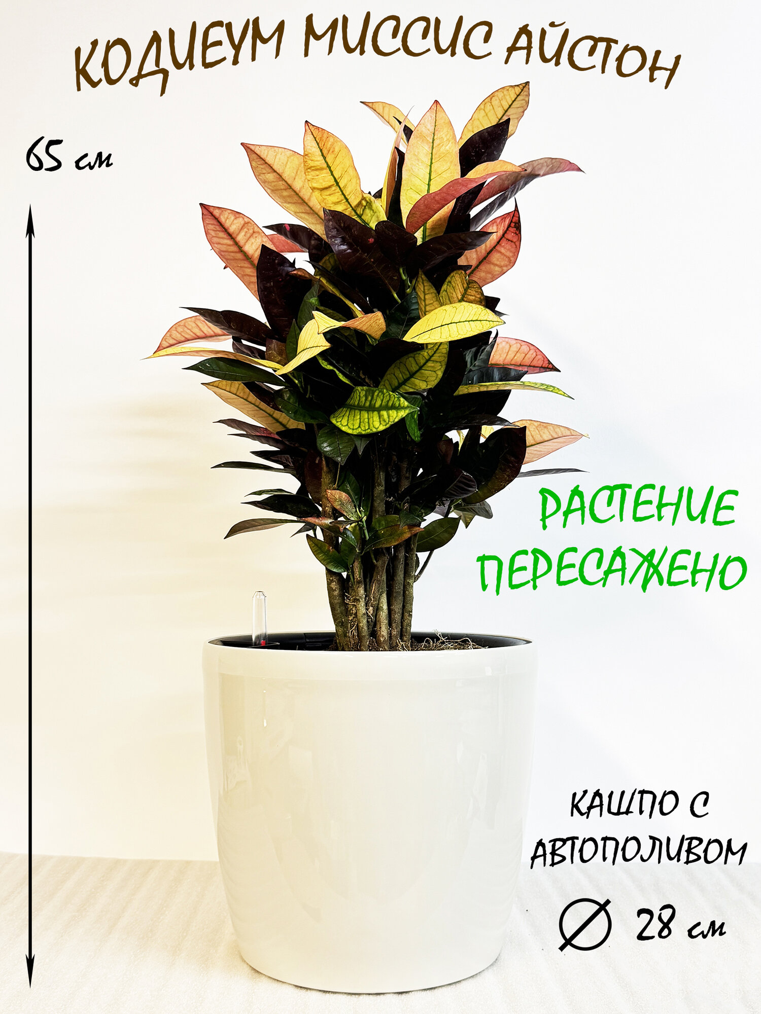 Кодиеум (Кротон) Миссис Айстон в кремовом кашпо с автополивом, высота 65-70 см
