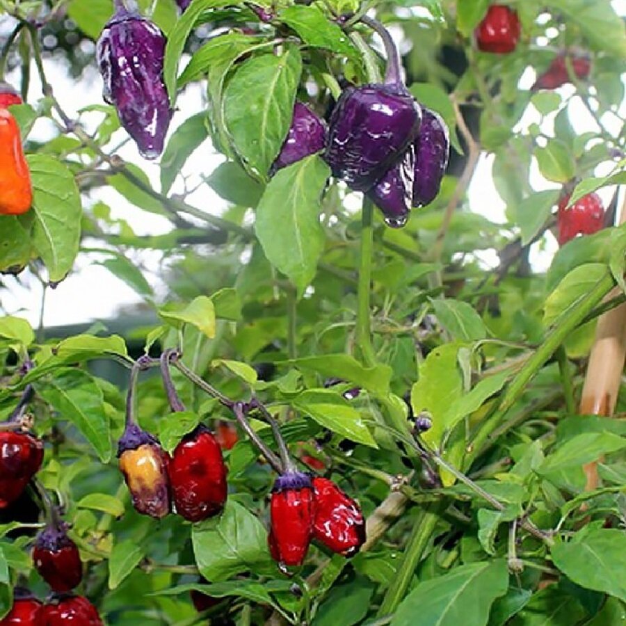 Семена Deodar SEEDS COMPANY Перец острый Black Scorpion Tongue 5 шт.