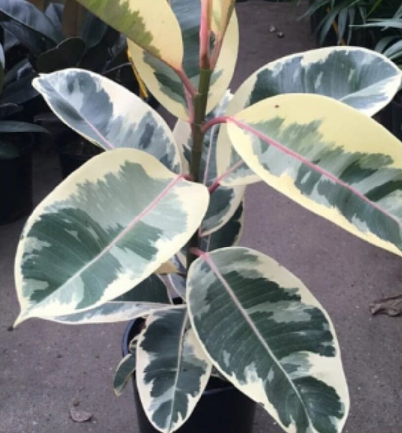 Фикус Тинеке шикарный 35 см без высоты горшка, 12 горшок.