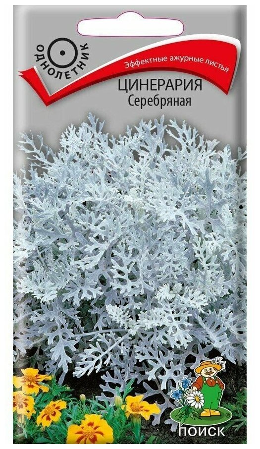 Семена цинерарии ПОИСК "Серебряная", однолетние, хорошо дренированная почва, солнце