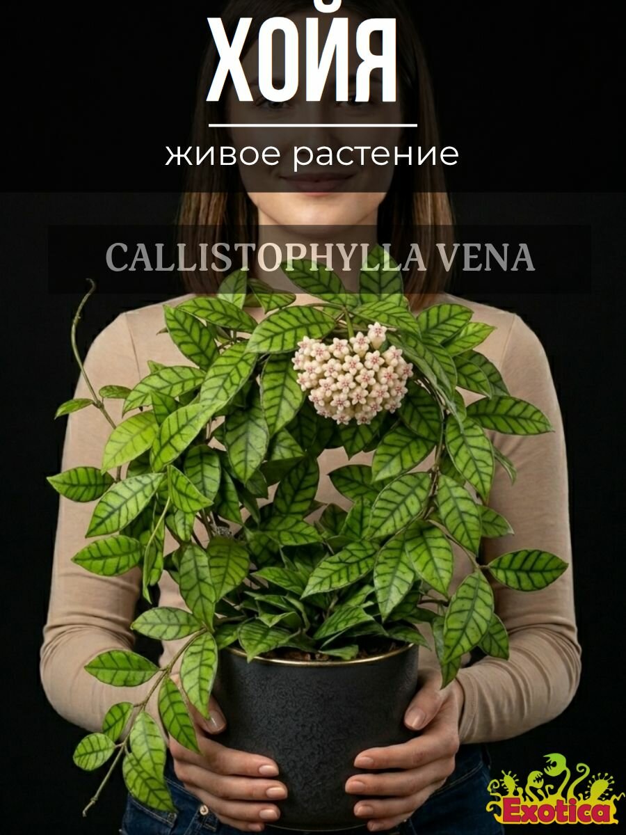 Хойя Каллистофилла Вена (Hoya Callistophylla Vena) D12см, растение в горшке