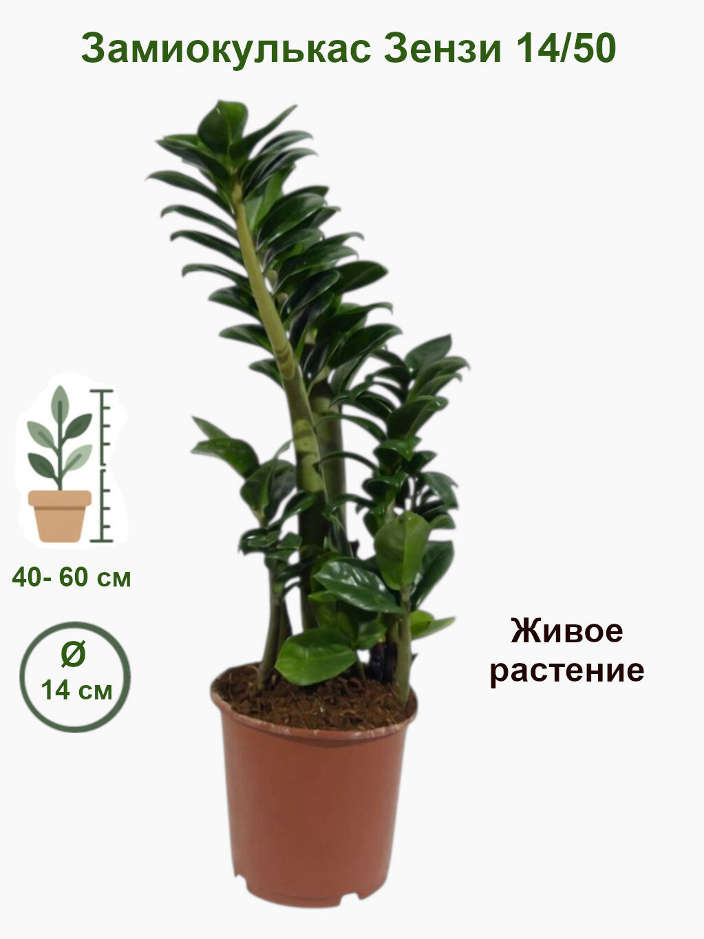 Замиокулькас Зензи 14/50