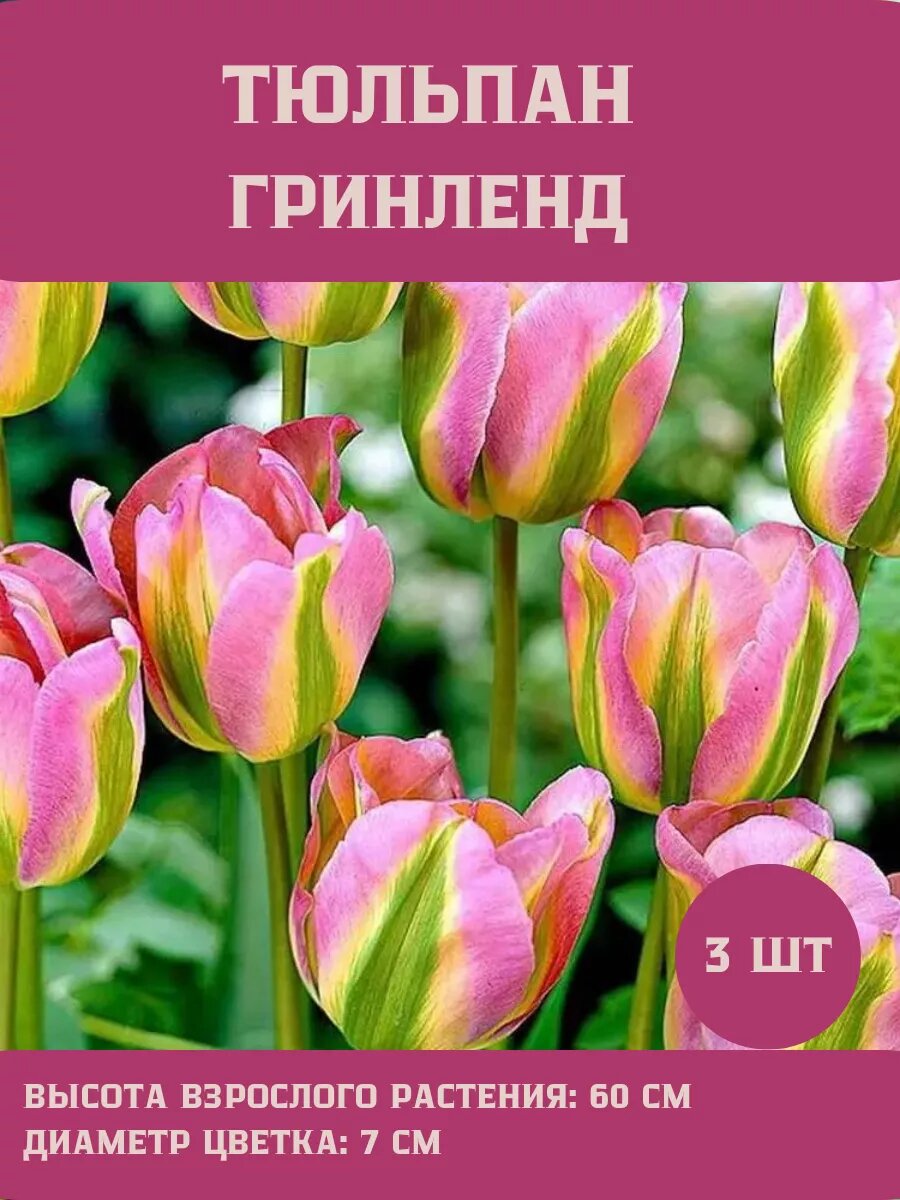 Тюльпан махровый лилиецветковый попугайный