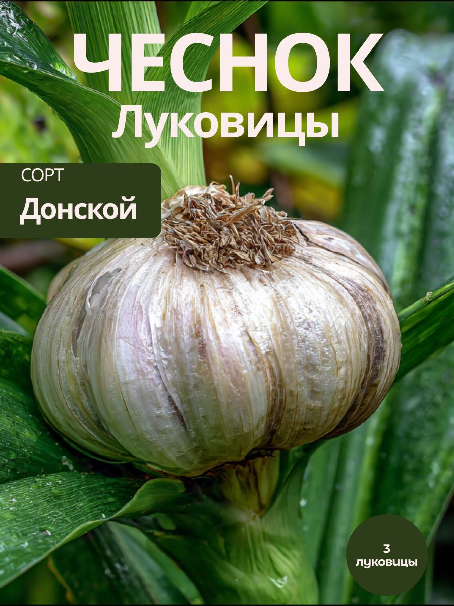 Луковицы Чеснока Донской 3 шт