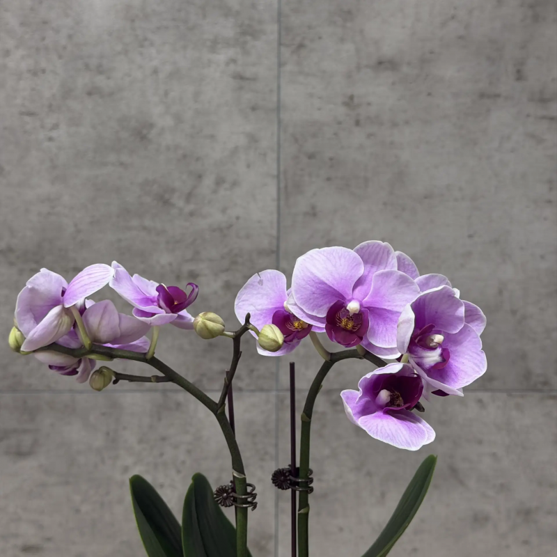 Комнатное растение LuxuryPlants Орхидея Фаленопсис Адам D9 30 cм